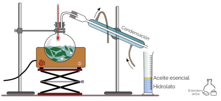 ¿Qué son extractos vegetales? - El Laboratorio de Eve